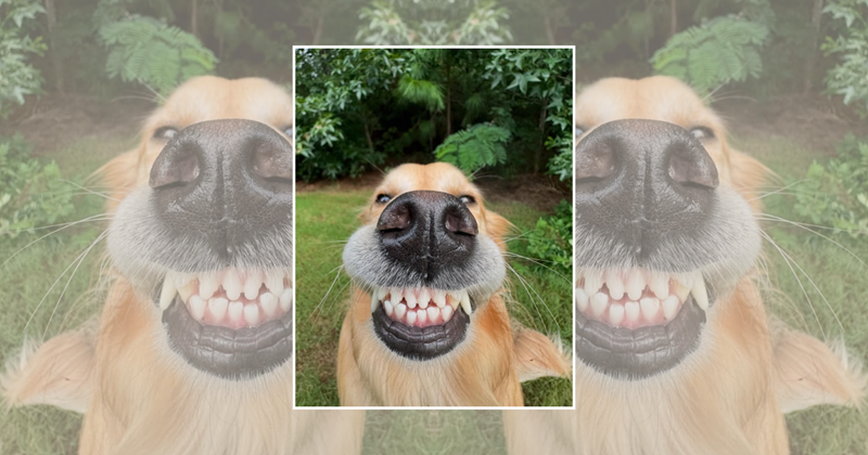 'To melt your heart away': 22 smiling doggos bringing enough joy to ...