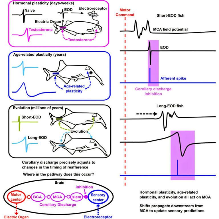 Brains update sensory predictions through single timing hub, electric ...