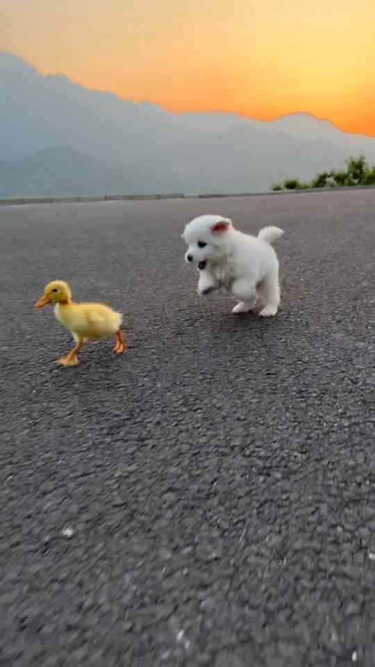 POV you watch a puppy and a duckling racing into the sunset like a ...