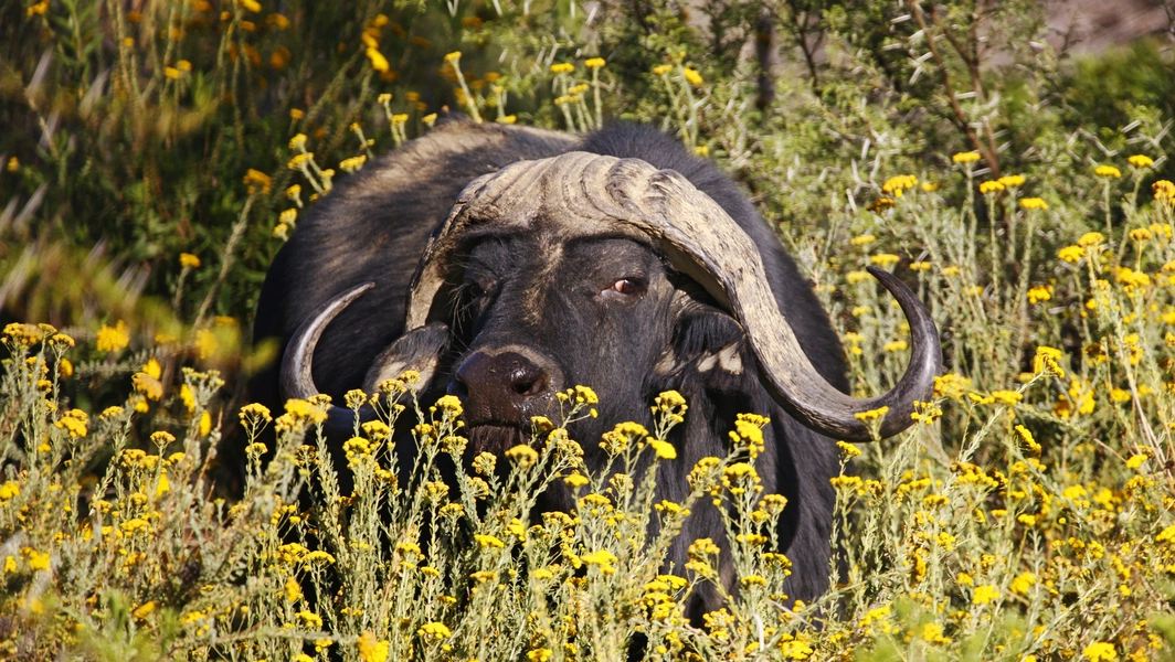 African buffalo: Strength, speed, and survival