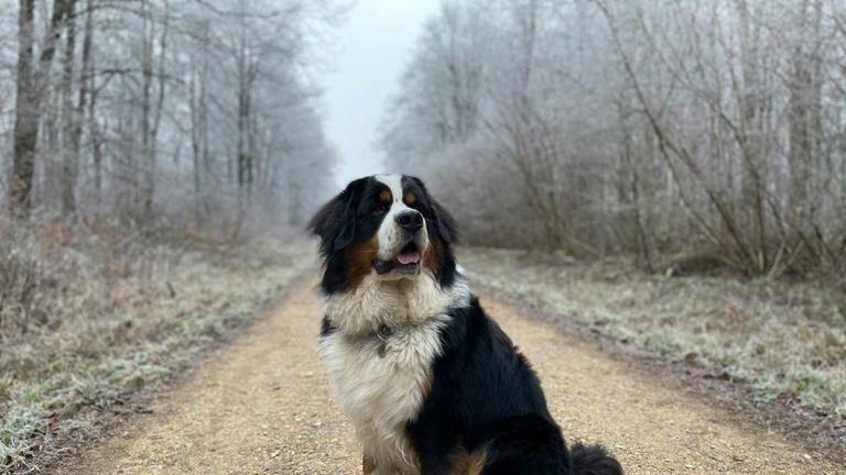 The 'two-finger rule' trainers swear by to keep your dog safe and ...