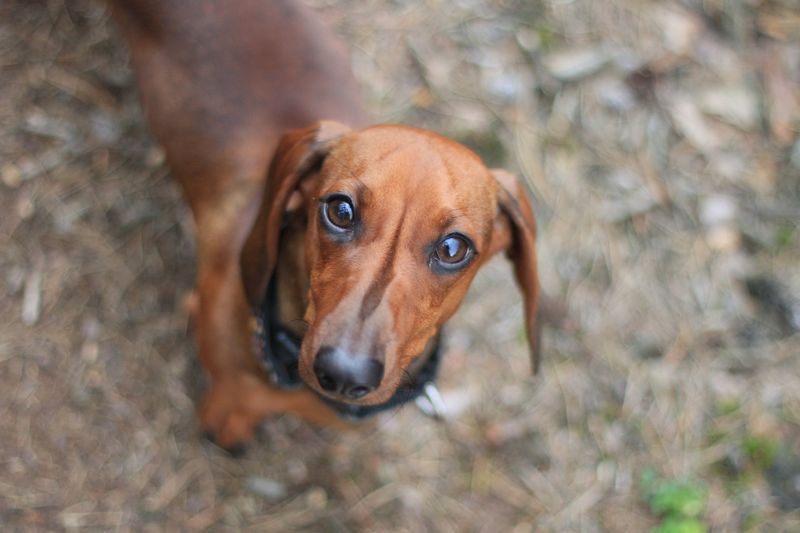 These 12 dogs react to daily life like dramatic roommates trapped in ...