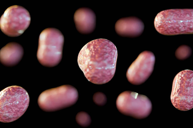 Rare 'rabbit fever' that causes vomiting and chills in humans detected ...