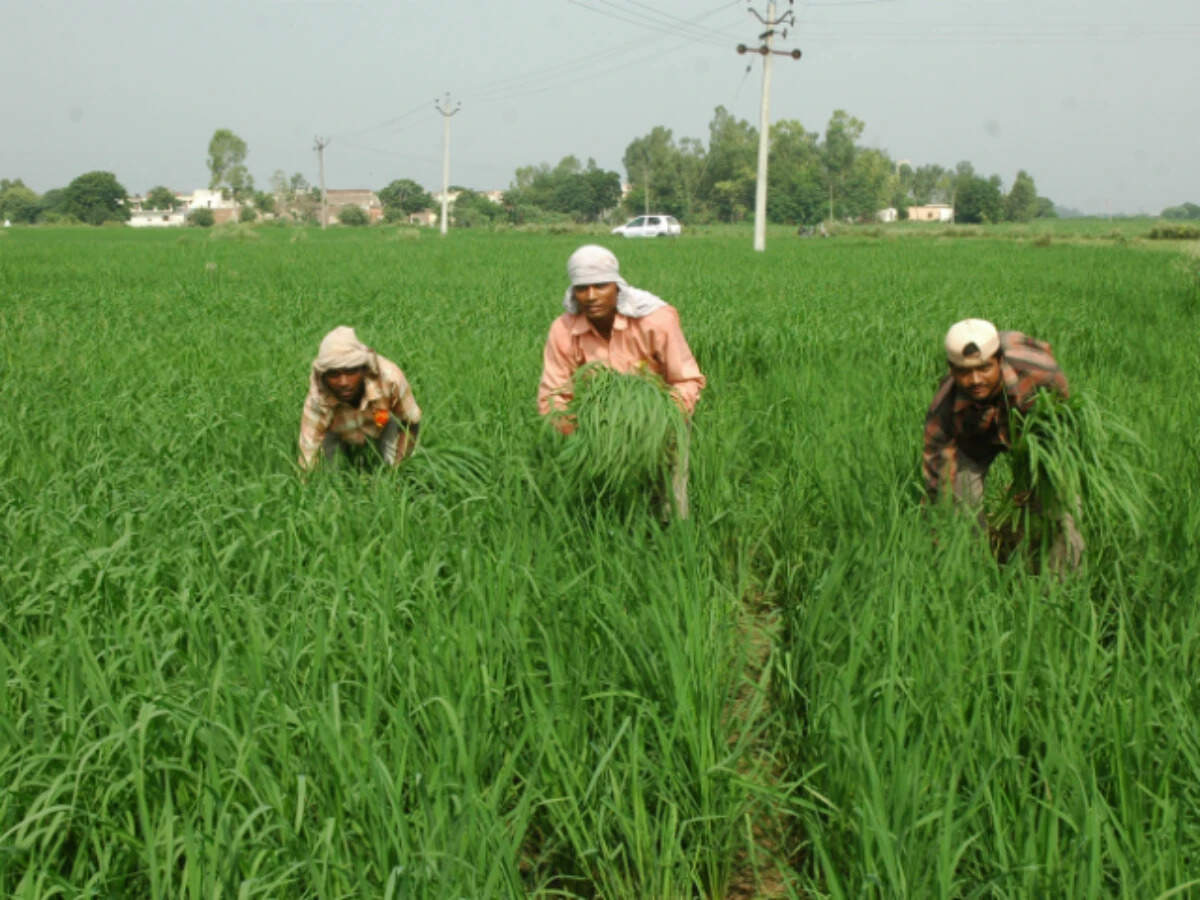 Global rice production was 713 million tonnes per year during 2006-2015 ...