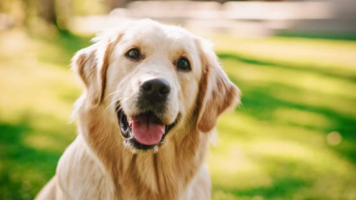 10 things your dog wishes you knew but can't tell you