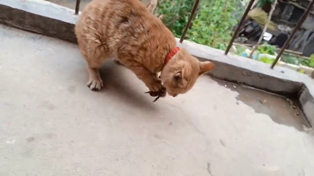 Cat plays with bee and gets stung in Shaanxi, China