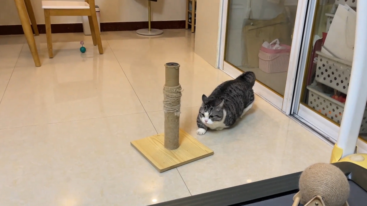 Cat’s hilarious scratching mishap in Jiangsu, China