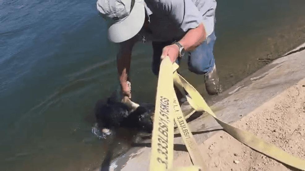 Dog rescued by Friant Kern Canal maintenance workers