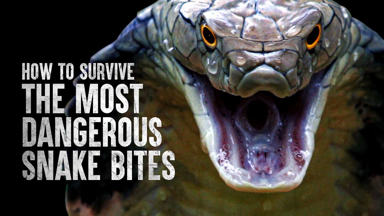 Learn the critical medical steps to survive the world's deadliest snake ...