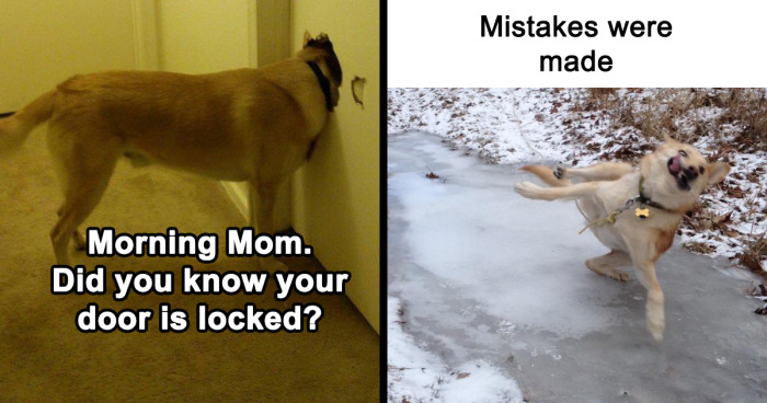 33 times animal pics were just perfect for memes