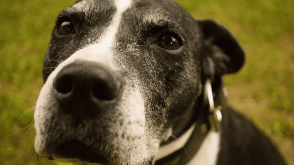 Want a dog? Here are 10 signs you're ready for the commitment