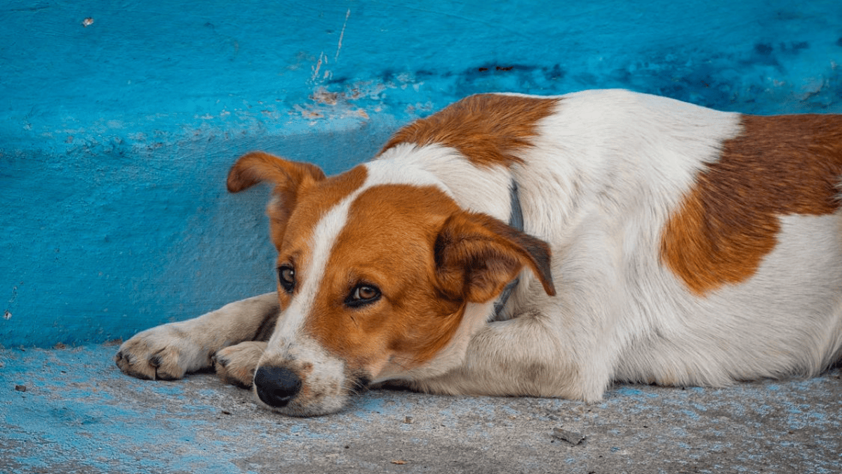 Does your dog notice when you leave quietly? Experts explain the ...
