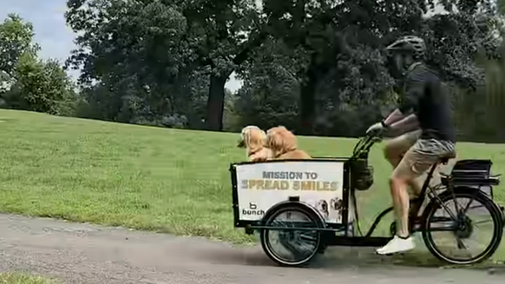 When your dogs get the ultimate upgrade