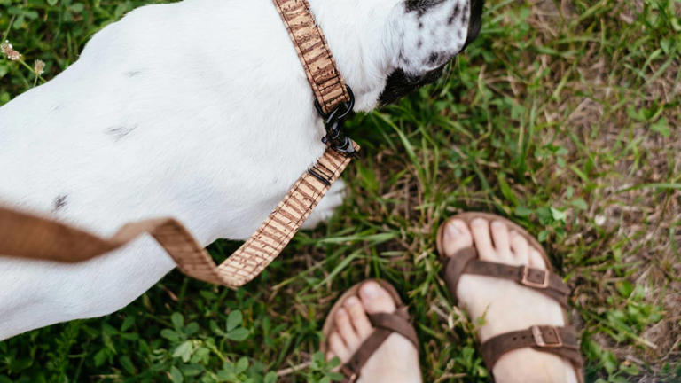 The 'two-finger rule' trainers swear by to keep your dog safe and ...