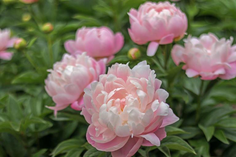 How to fertilize peonies for more blooms and longer-lasting flowers ...