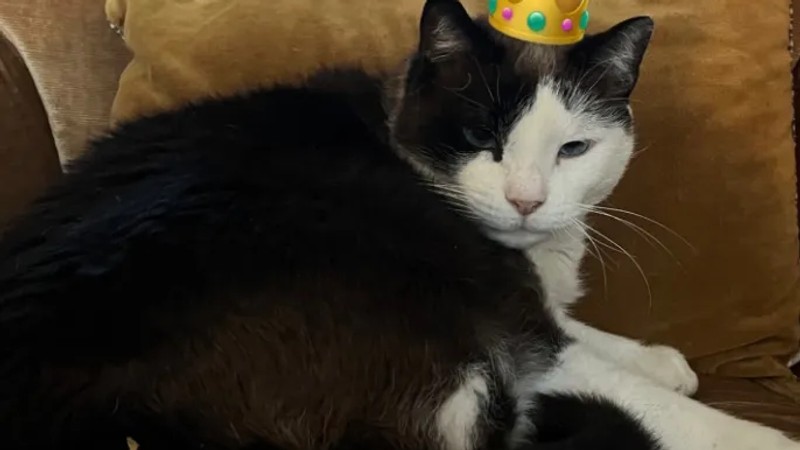The cat was right: Nimbus predicts Bafana’s World Cup misery against Mexico