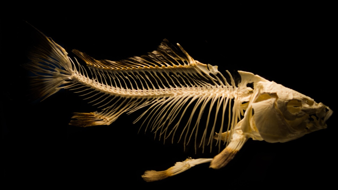 Sharks have no bones at all; their skeletons are built entirely of ...