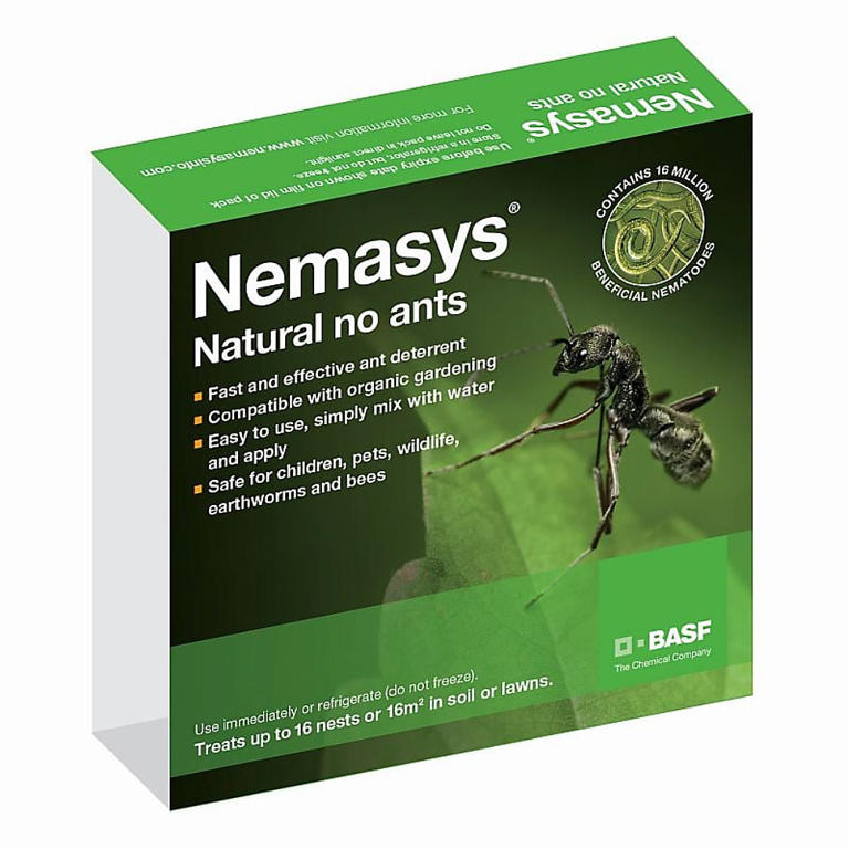 Flying ant day is coming to the UK – pest experts reveal what it is ...