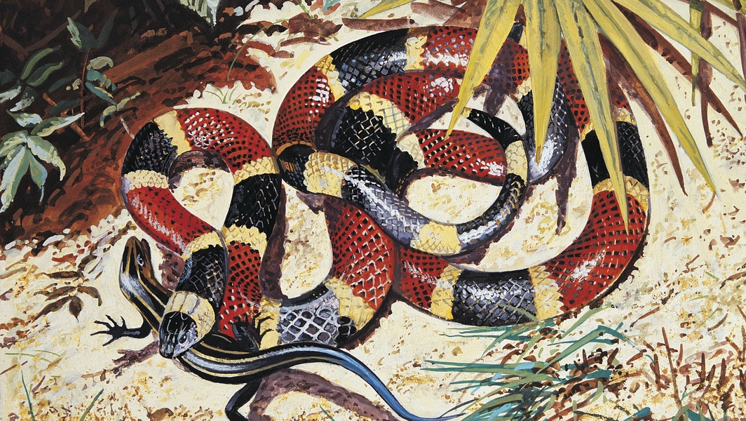 Malaysian blue coral snake: Biology, venom, and conservation