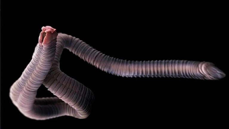A rare, dangerous parasite is spreading fast across North America in ...