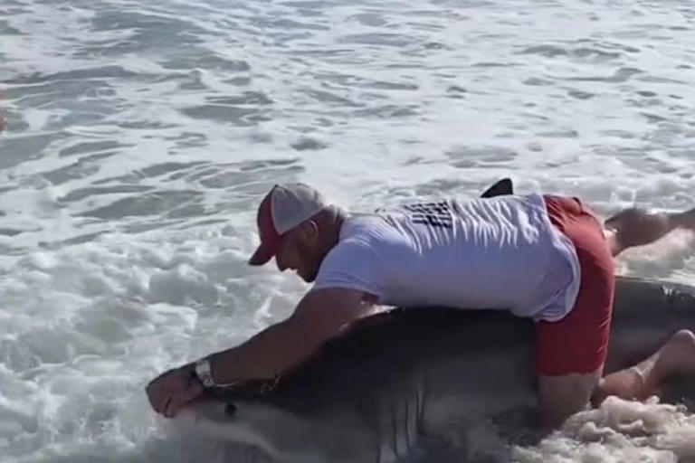 Fisherman wrestles great white shark with his bare hands after ...