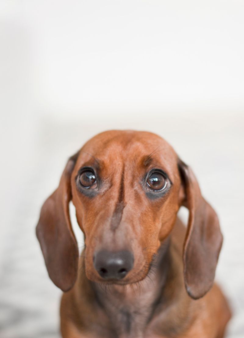 11 bossy dog breeds that run the house while loving you endlessly