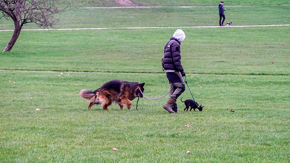 15 common dog walking mistakes and how to avoid them