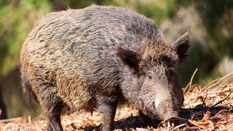 The most dangerous animals you might see in Italy (and what to do if ...