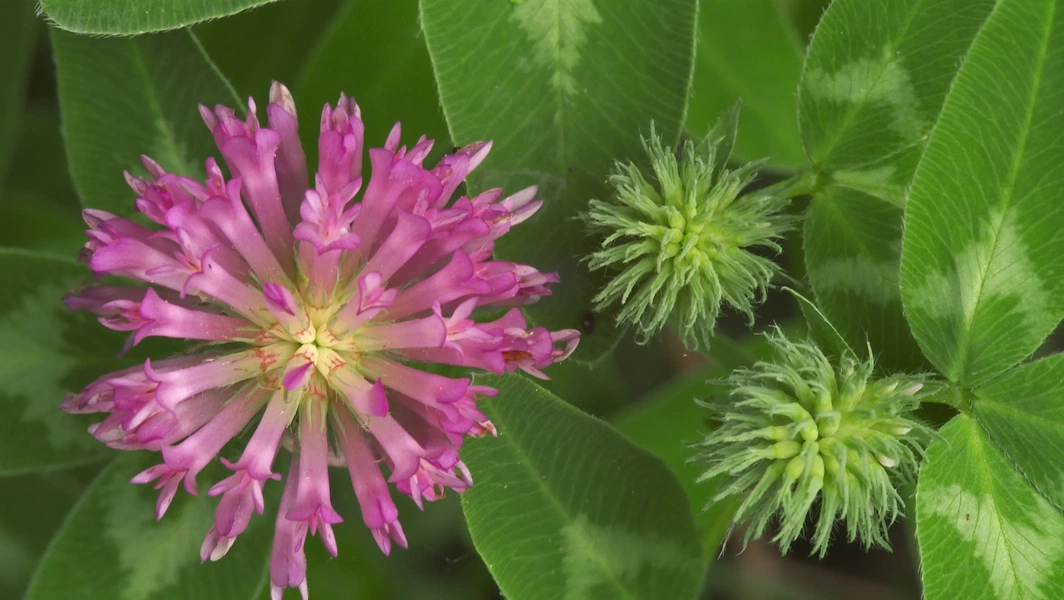 16 flowers that boost soil health and garden biodiversity