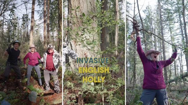 Volunteer 'cowboys' saddle up to wrangle invasive holly in Pacific ...
