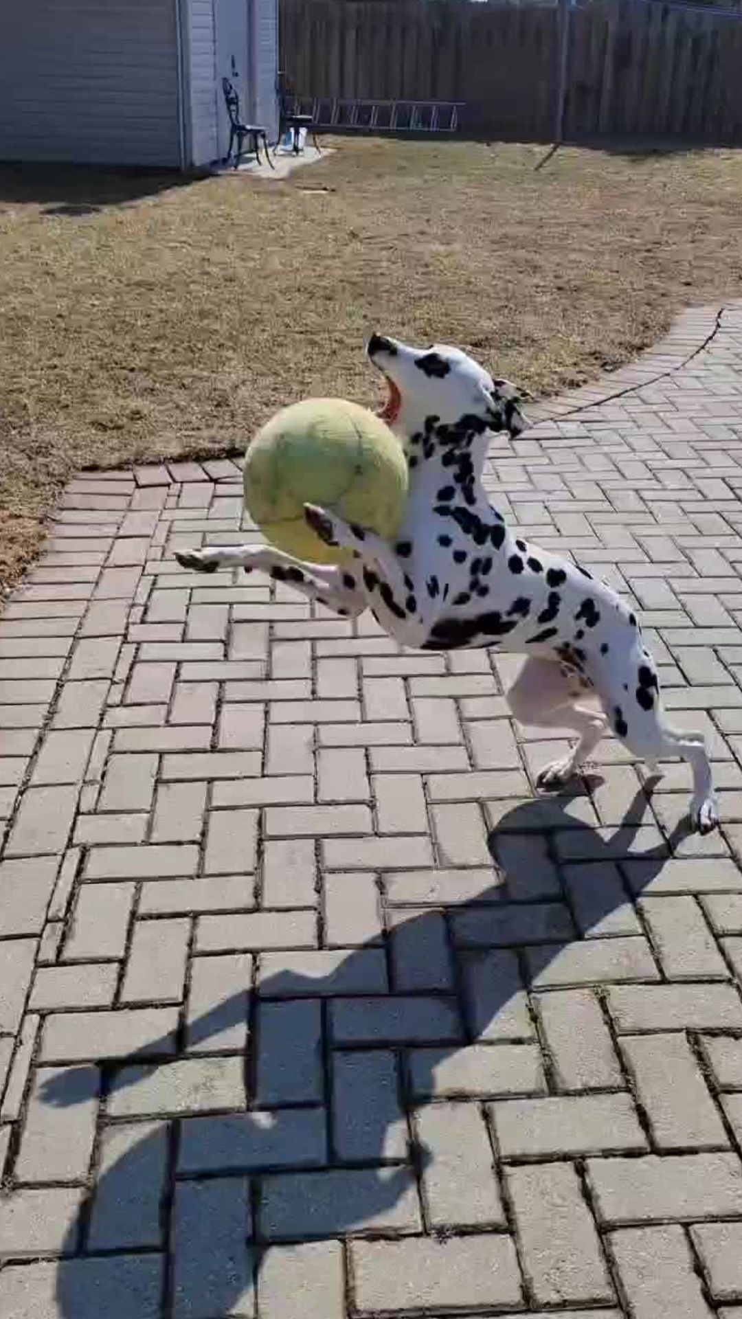 Ball is life: Energetic dogs having fun outdoors