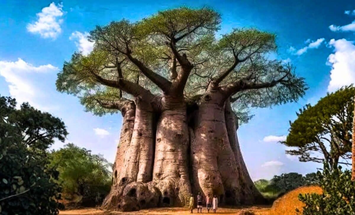 Meet the baobab, the prehistoric-looking tree whose largest living ...