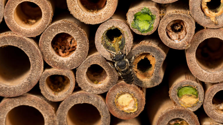 How to repurpose empty nursery pots to fill your garden with pollinators