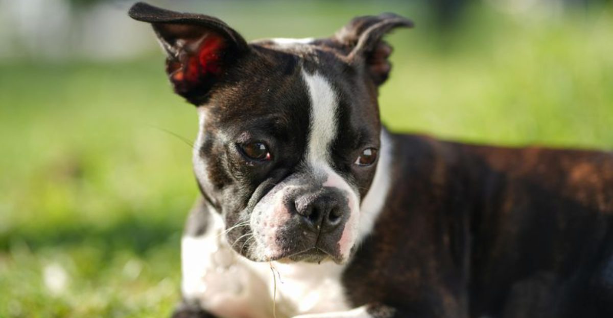 10 dog breeds experts keep returning to because they rarely disappoint