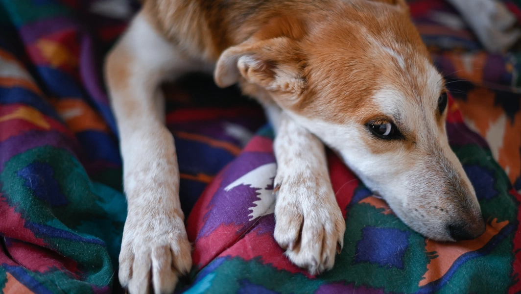 Rescue dog Checkers slowly builds trust after street life