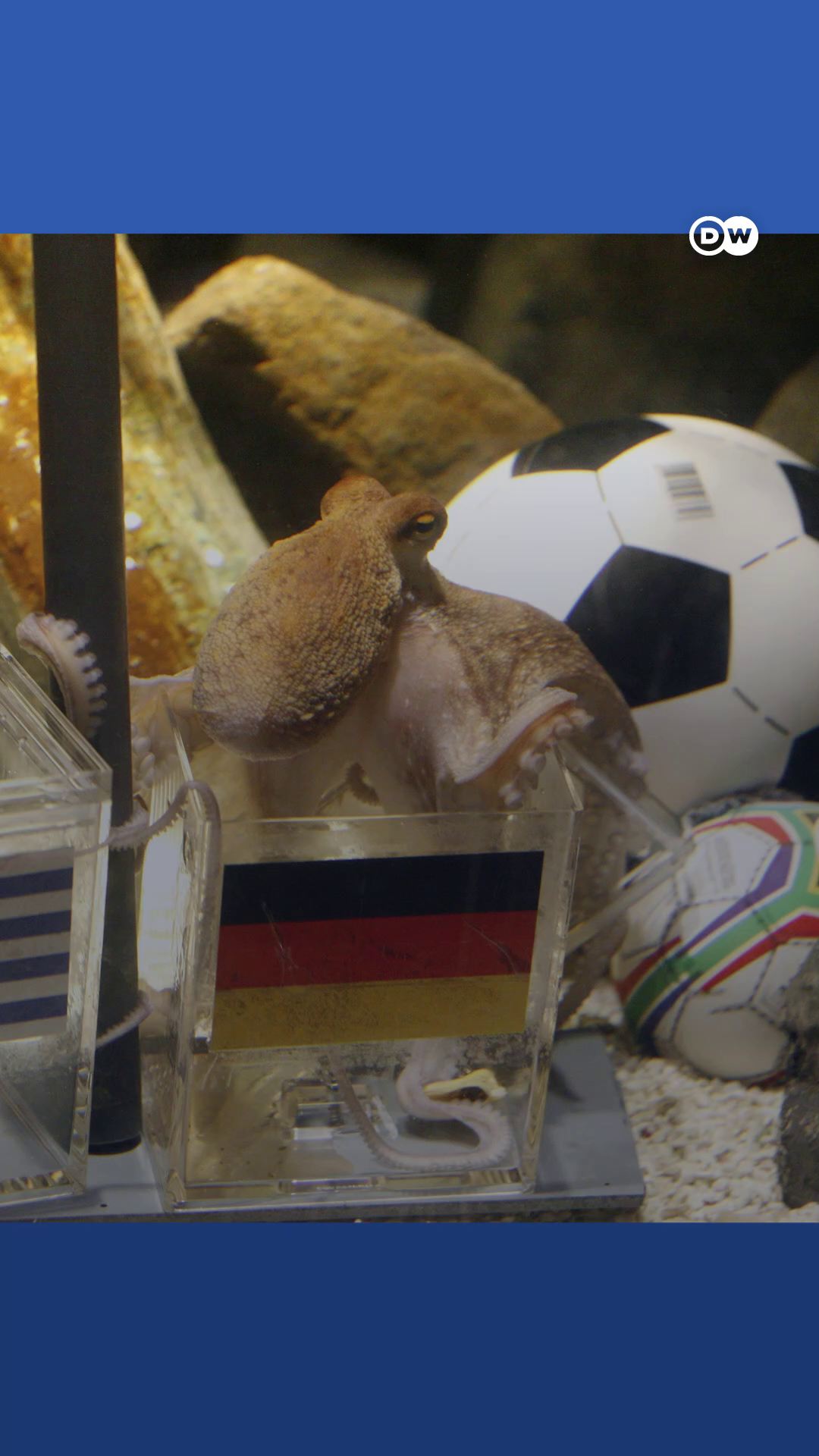 German economist turns World Cup oracle