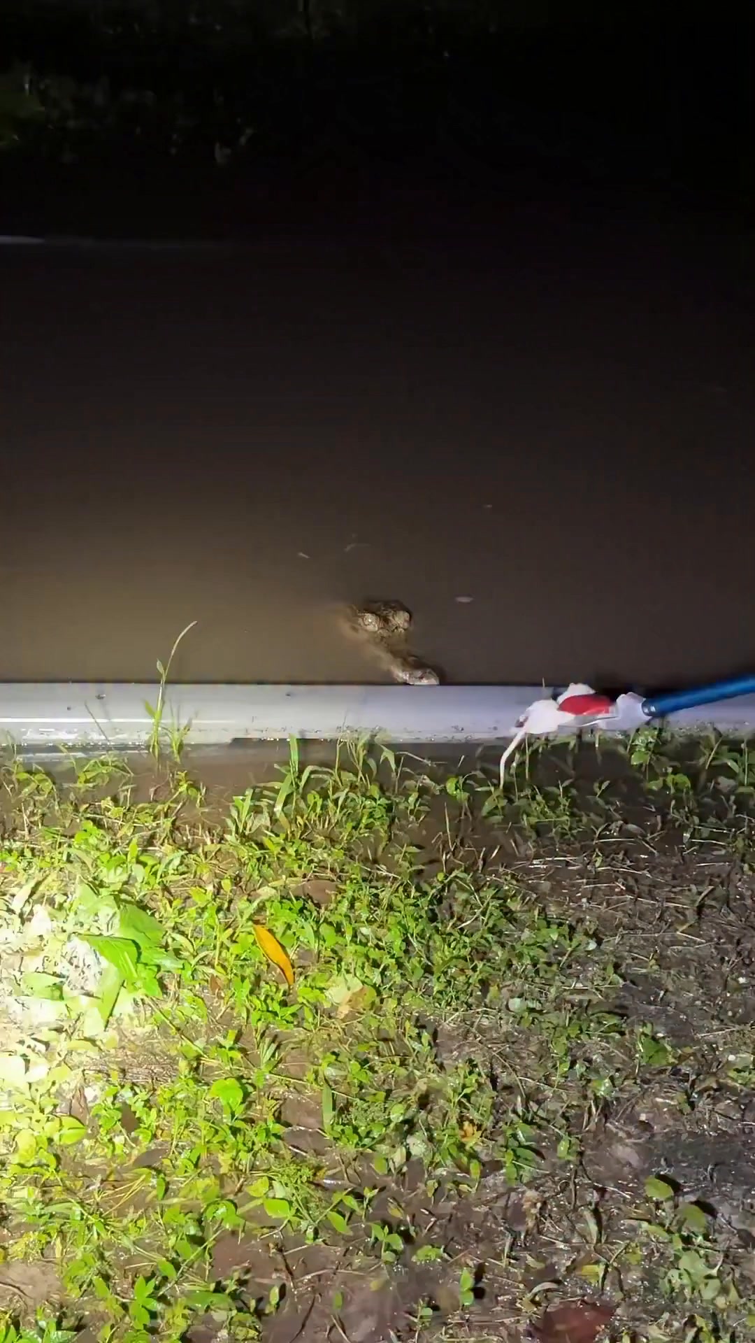 A rare crocodile encounter