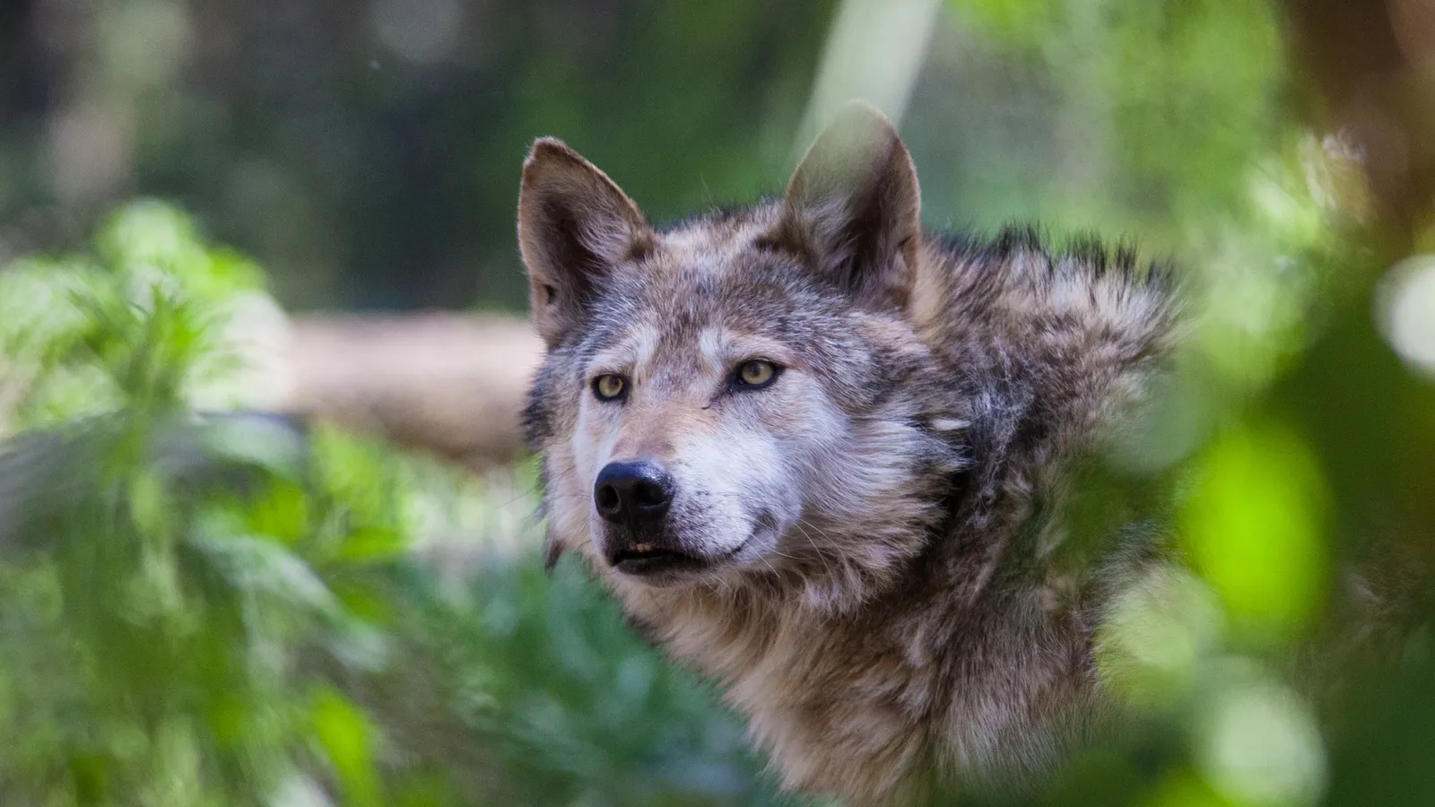 Political tensions rise over wolves as Arizona ban reaches final stage