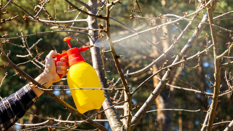 What to do if you find a Callery pear tree in your yard