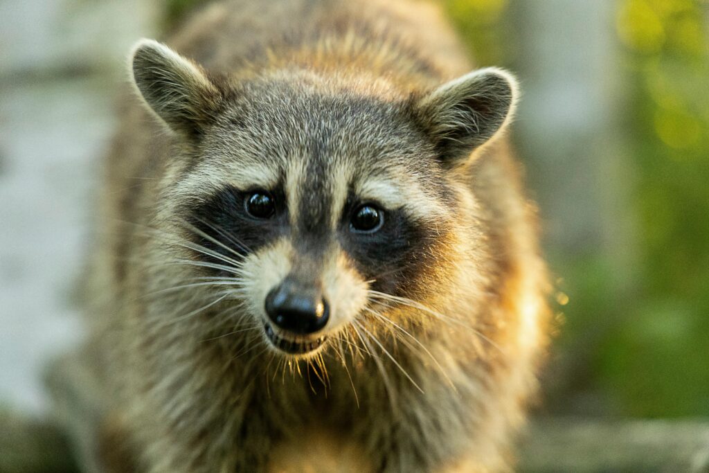 Friendly raccoon keeps coming back after child’s kind gesture changes ...
