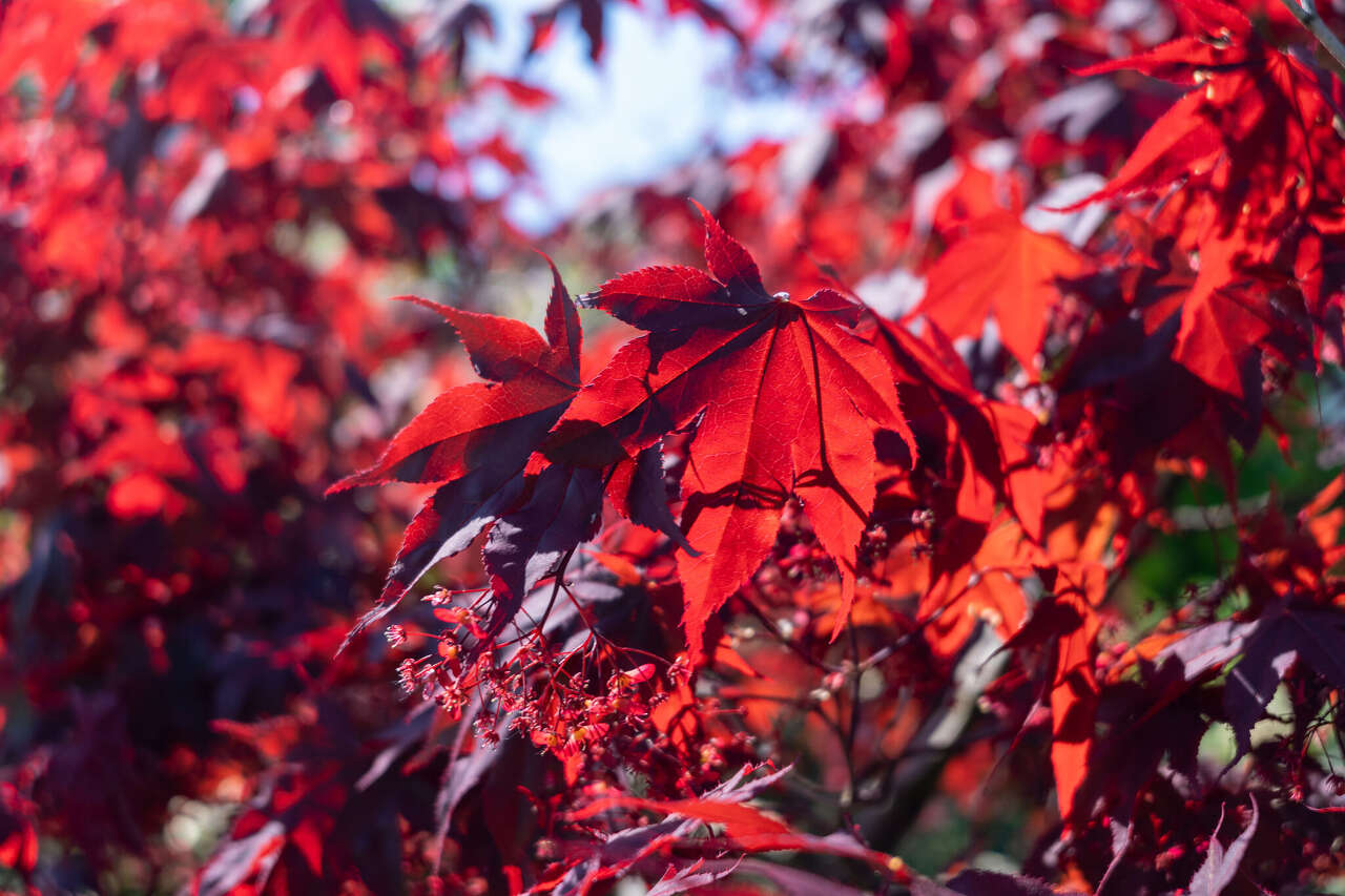 Chuck Martin: Why Japanese maples are a standout choice for home gardens