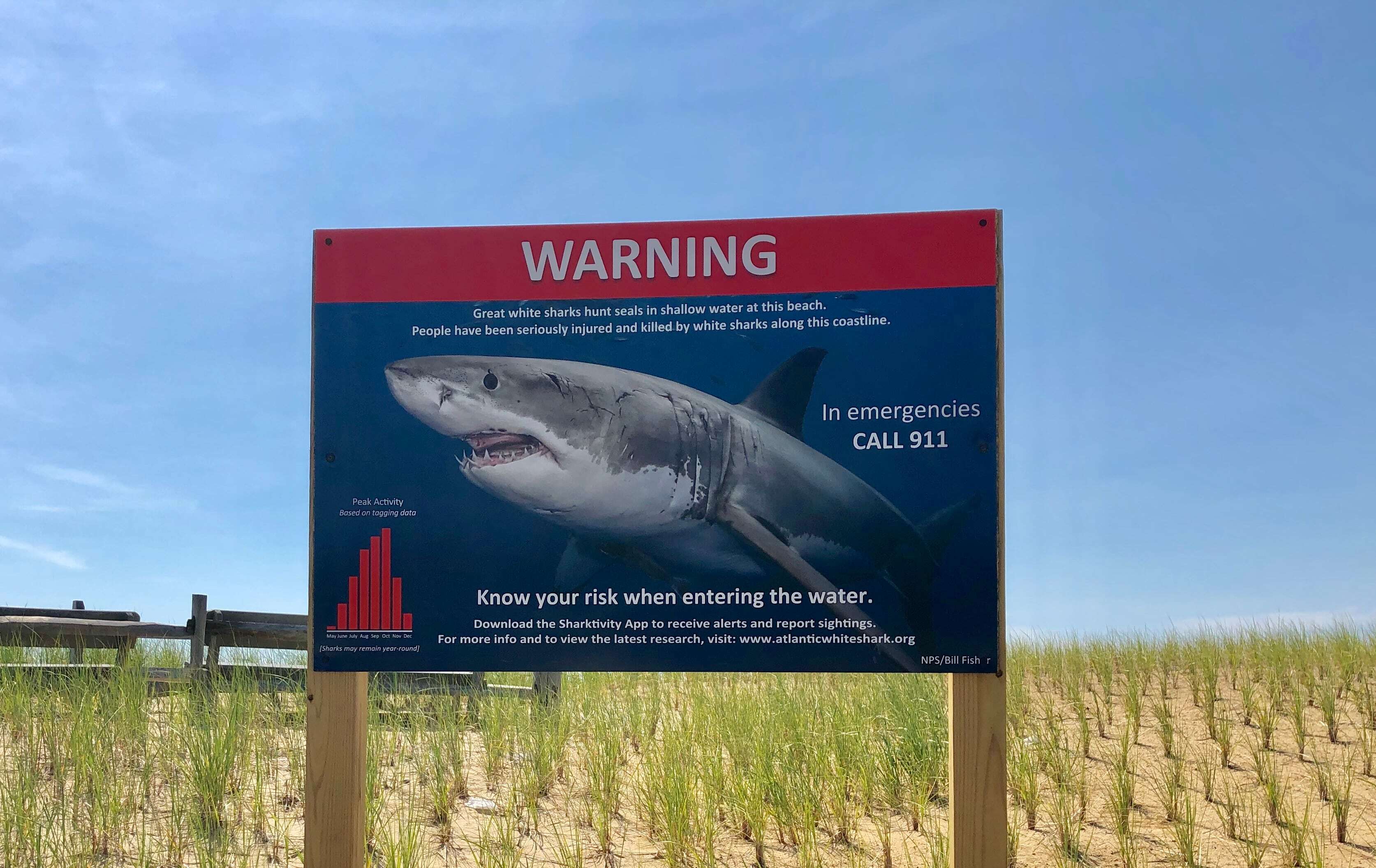Nearly a dozen shark sightings off Mass. coast in past week