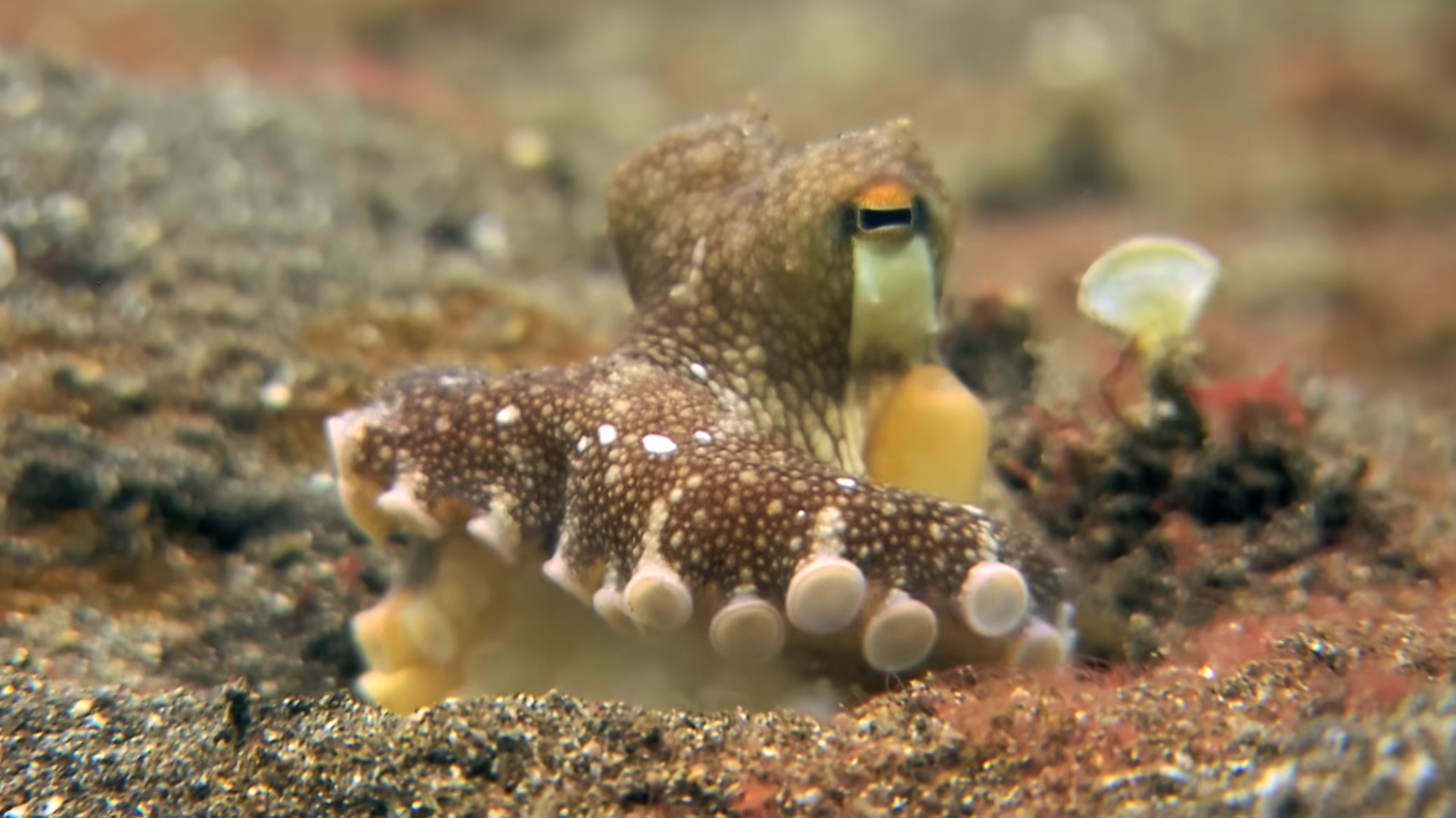 This creature lost its shell 140 million years ago - and scientists ...