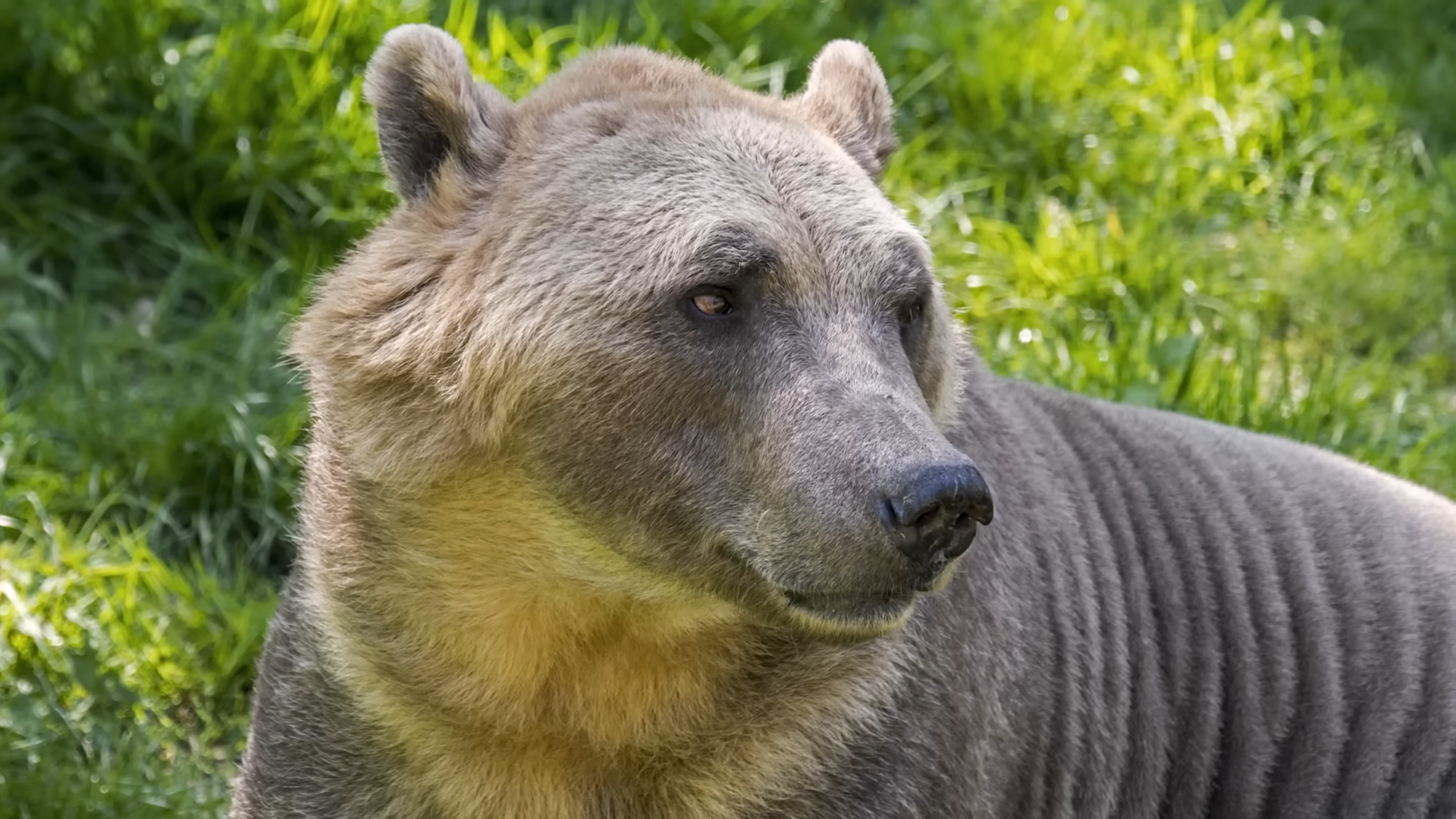 Scientists found a polar bear-grizzly hybrid - then 8 more appeared