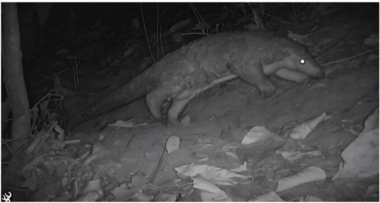 Camera trap in tiny ‘sacred forest’ caught one of the world’s rarest ...