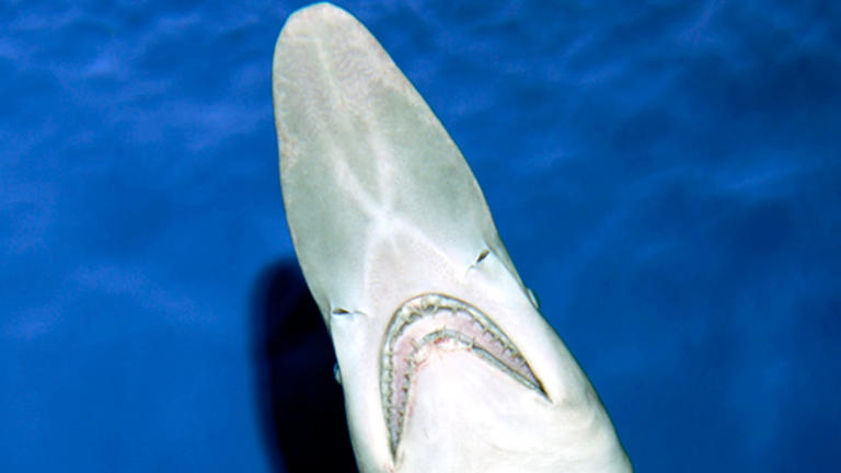 Ultra-rare goblin shark sighting makes history