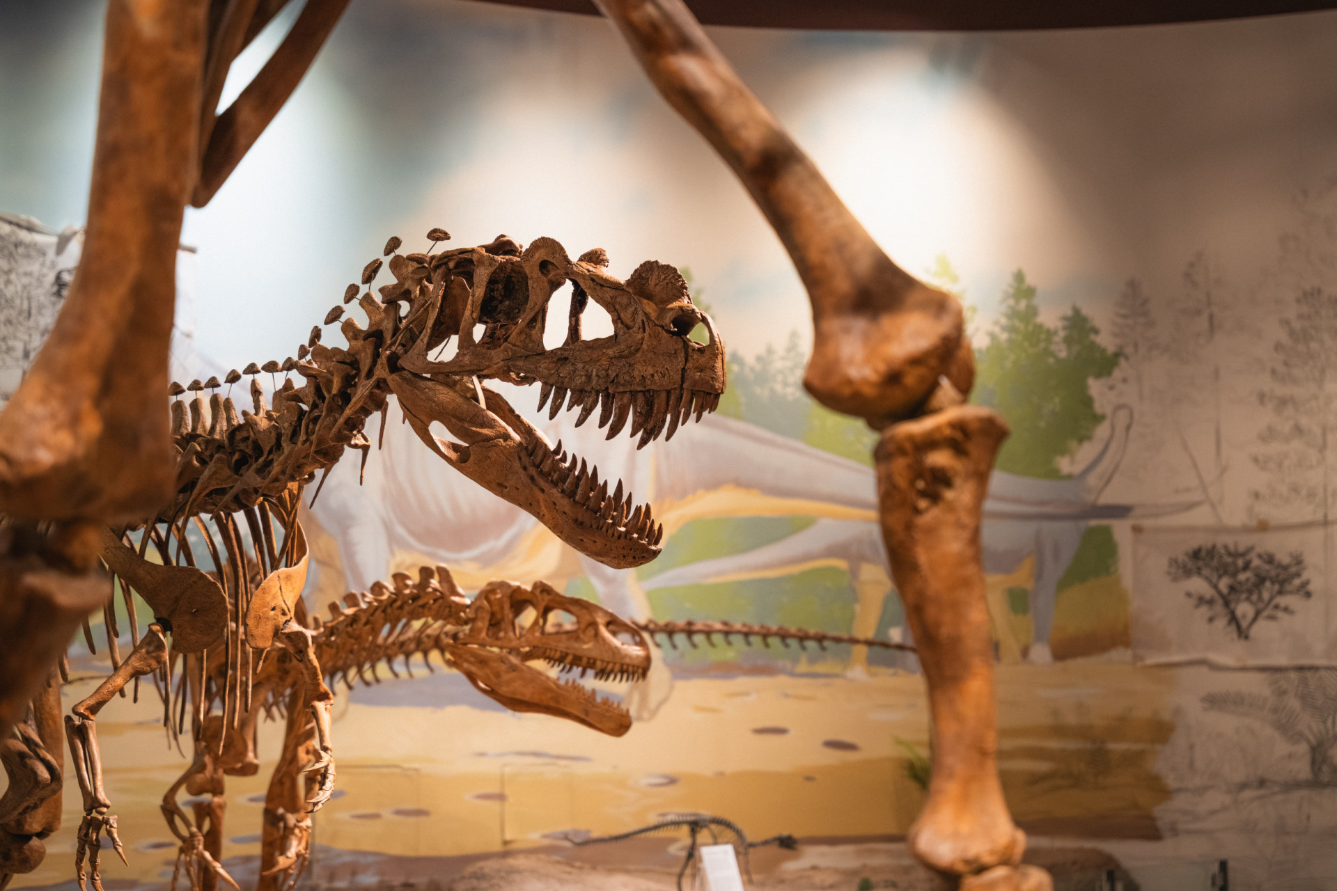 How do fossils form?