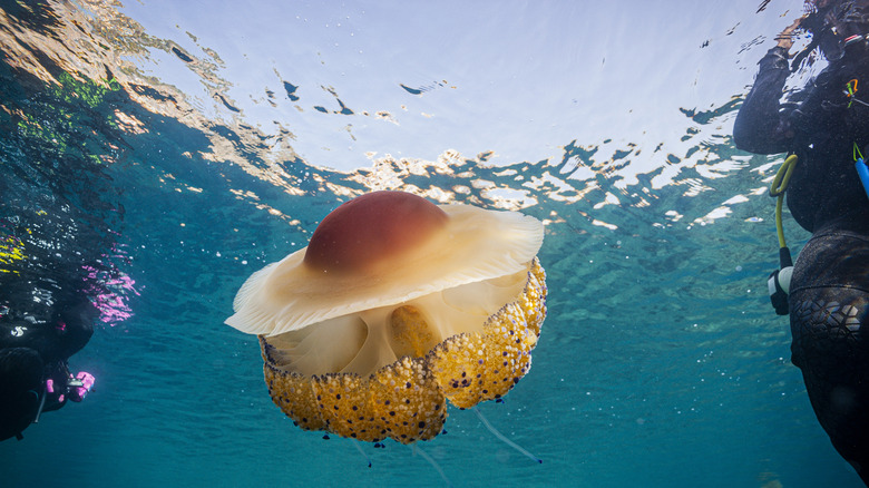 The most dangerous animals you might see in Italy (and what to do if ...