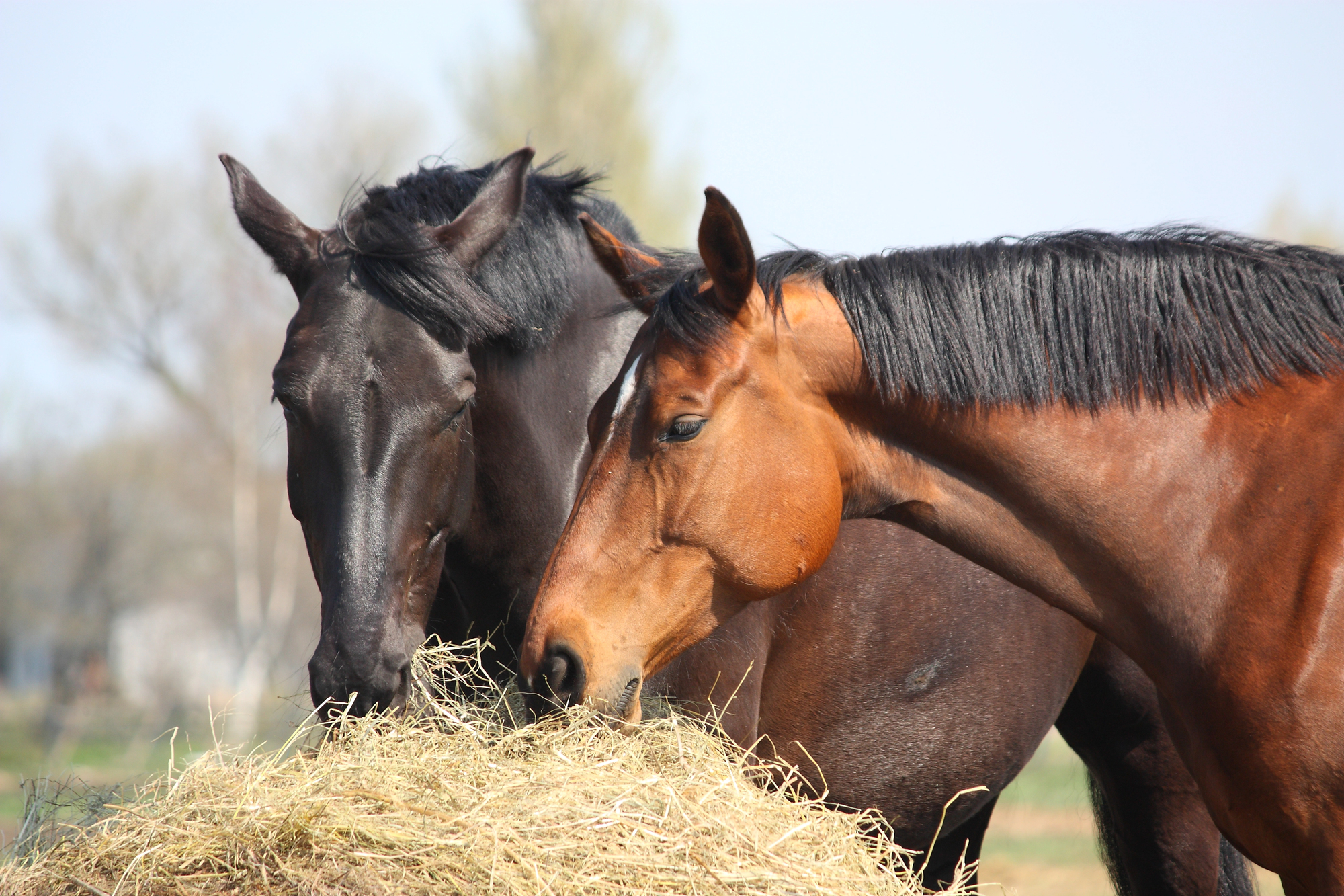 18 animals that helped win wars