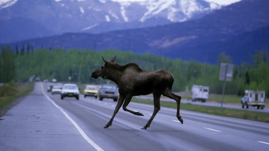 Rescue, care, and survival of moose calves